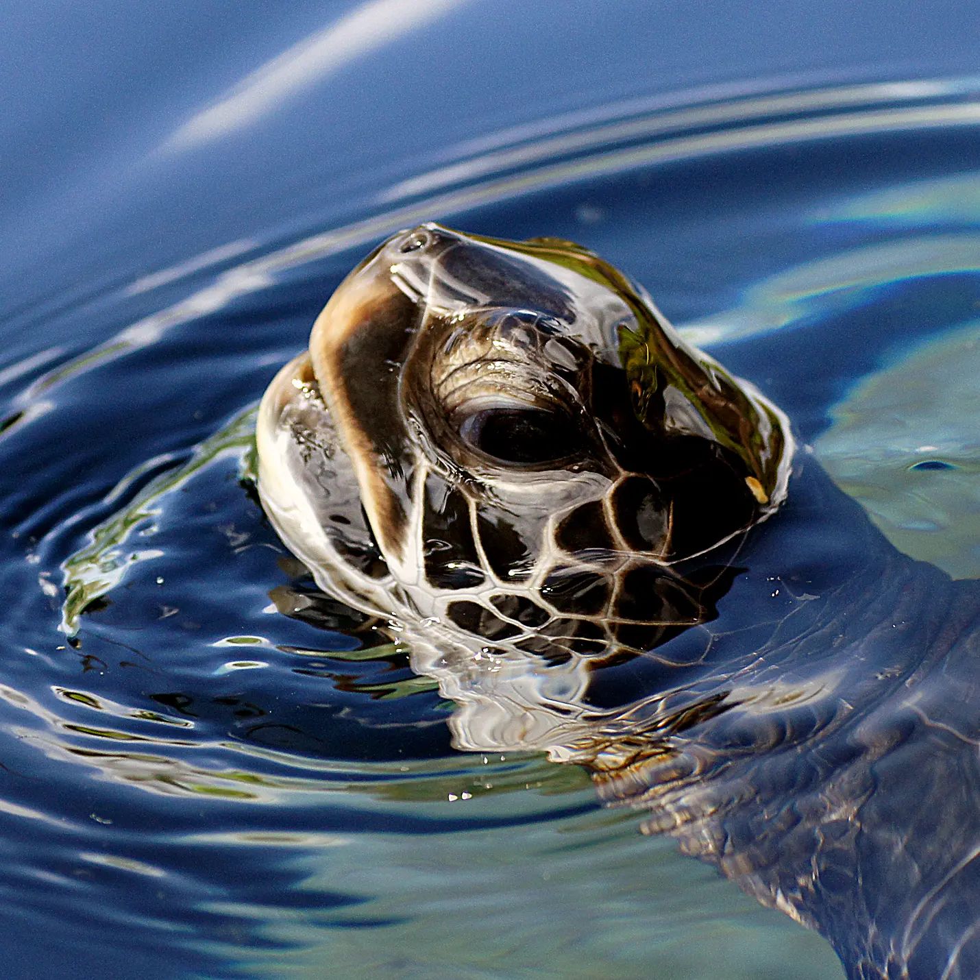 Ontario Alliance of Climbers